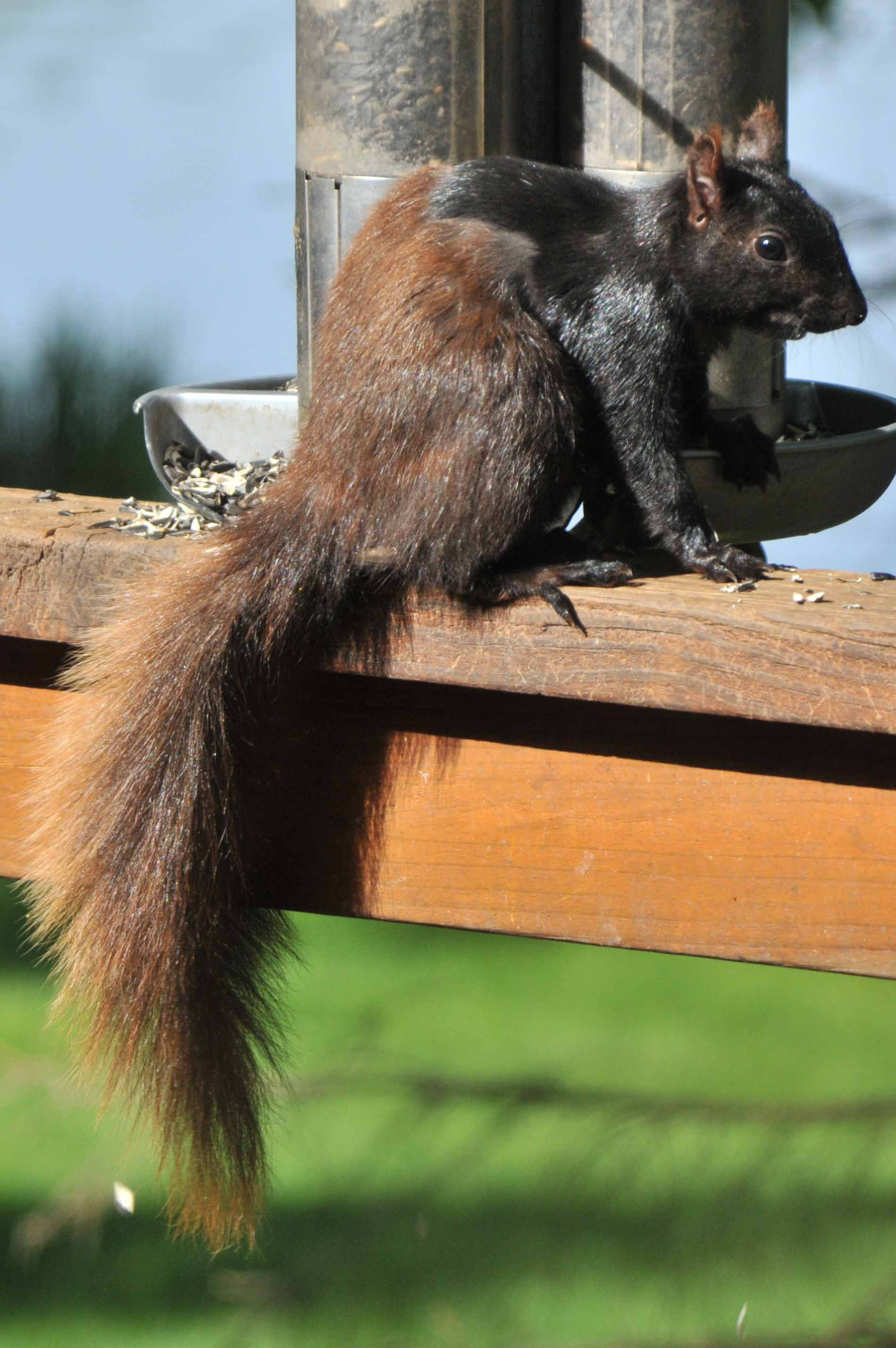 Is this squirrel a hybrid between a black and red one? : r/squirrels